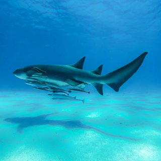 Maldives Shipwreck Excursion Tour
